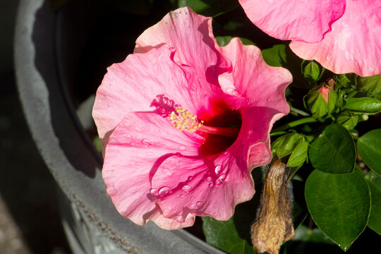 Doreen photos, images, assets | Adobe Stock
