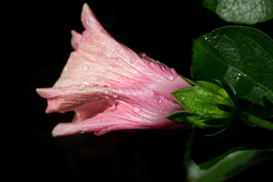 Doreen photos, images, assets | Adobe Stock