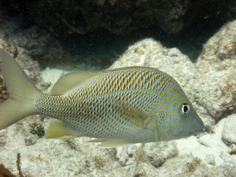 "White Grunt" Images – Browse 66 Stock Photos, Vectors, and Video ...