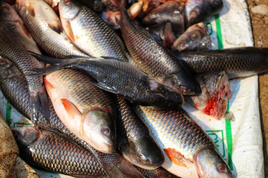 To Ide Ide Up Images – Browse 583 Stock Photos, Vectors, and Video ...