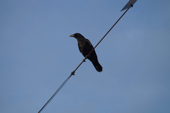 Carion Bilder – Durchsuchen 18,663 Archivfotos, Vektorgrafiken und ...