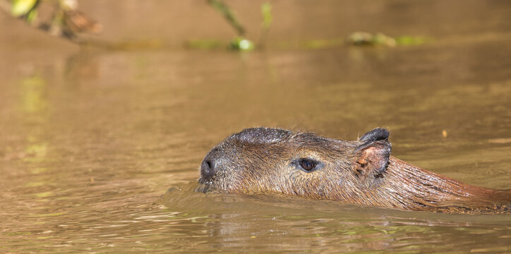 Ronsoco Images – Browse 58 Stock Photos, Vectors, and Video | Adobe Stock