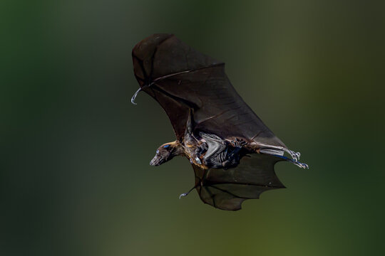 รูปภาพPteropus – เลือกดูภาพถ่ายสต็อก เวกเตอร์ และวิดีโอ3,027 | Adobe Stock