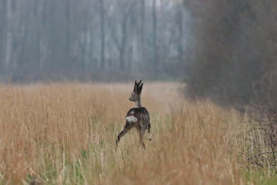 Fluchttier bilder – Bläddra bland 887 stockfoton, vektorer och videor ...