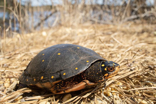 รูปภาพGuttata – เลือกดูภาพถ่ายสต็อก เวกเตอร์ และวิดีโอ1,720 | Adobe Stock