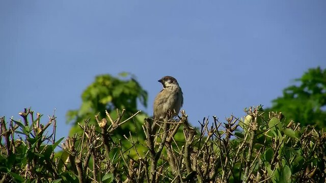 Feldspatzen bilder – Bläddra bland 353 stockfoton, vektorer och videor ...