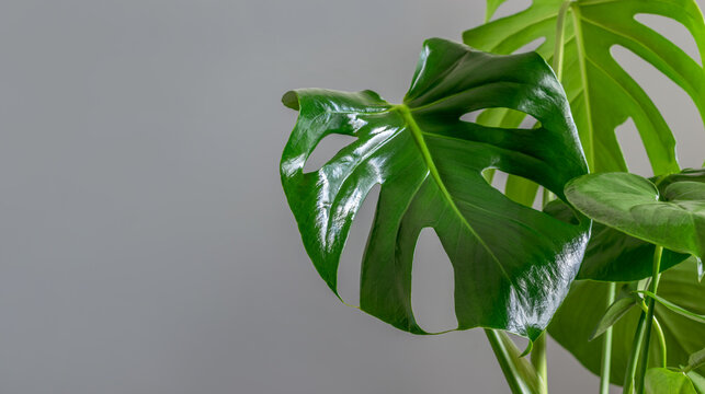 "Perforated Leaf" Images – Browse 50 Stock Photos, Vectors, and Video ...