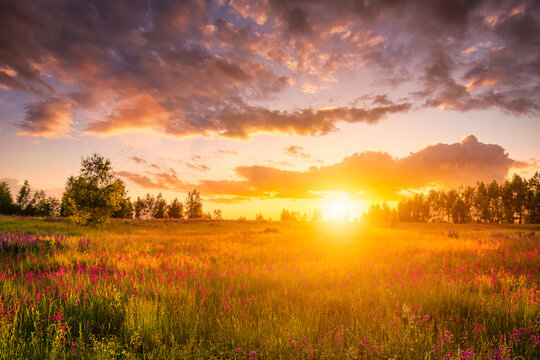 "Carnation Field" Images – Browse 1 Stock Photos, Vectors, and Video ...