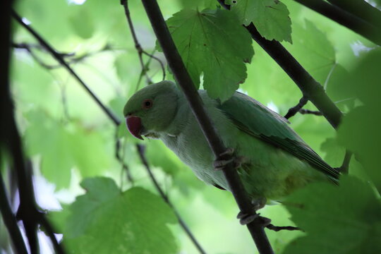 Alexandersittich Bilder – Durchsuchen 1,114 Archivfotos, Vektorgrafiken ...