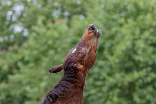 「Flemen」の写真素材 | 46件の無料イラスト画像 | Adobe Stock