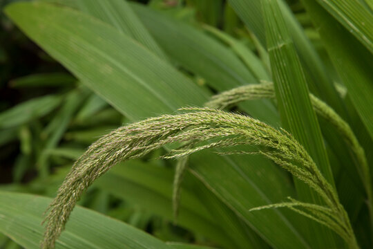 Pitpit Images – Browse 80 Stock Photos, Vectors, and Video | Adobe Stock