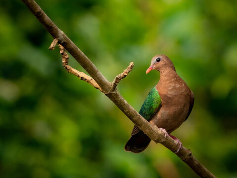 "Green Dove" Images – Browse 779 Stock Photos, Vectors, and Video ...