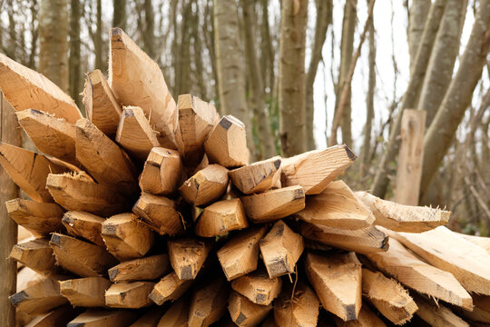 Chestnut Bilder – Durchsuchen 212,839 Archivfotos, Vektorgrafiken und ...