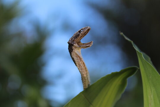 รูปภาพViperinae – เลือกดูภาพถ่ายสต็อก เวกเตอร์ และวิดีโอ2,406 | Adobe Stock