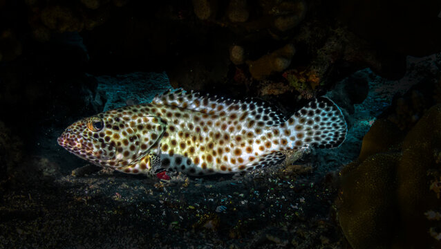 Gruper Images – Browse 6 Stock Photos, Vectors, and Video | Adobe Stock