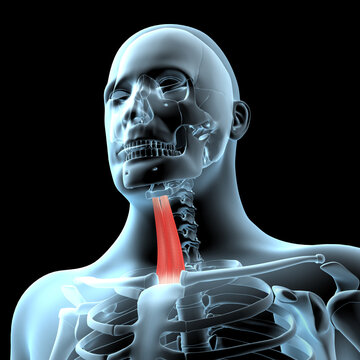 Sternohyoid Muscle Diagram