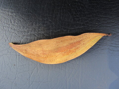 Imágenes de Biomorph: descubre bancos de fotos, ilustraciones, vectores ...