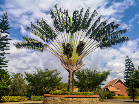 Ravinala Images – Parcourir 2,402 le catalogue de photos, vecteurs et ...