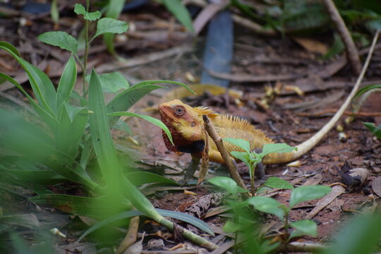 "Indian Lizard" Images – Browse 29 Stock Photos, Vectors, and Video ...