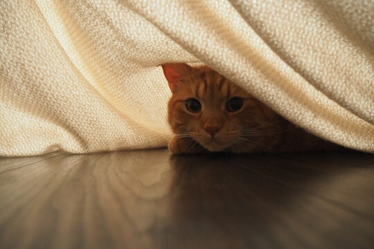 รูปภาพKot – เลือกดูภาพถ่ายสต็อก เวกเตอร์ และวิดีโอ11,107 | Adobe Stock