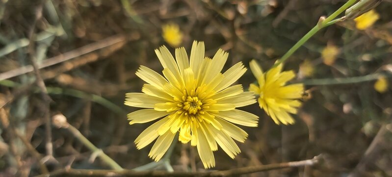 รูปภาพCapeweed – เลือกดูภาพถ่ายสต็อก เวกเตอร์ และวิดีโอ555 | Adobe Stock