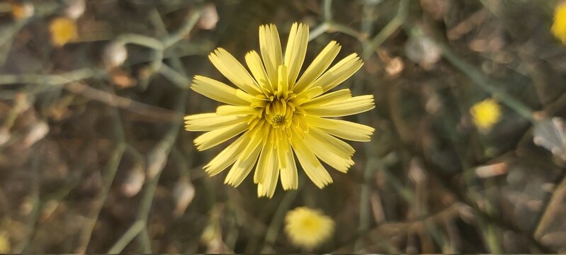 รูปภาพCapeweed – เลือกดูภาพถ่ายสต็อก เวกเตอร์ และวิดีโอ555 | Adobe Stock