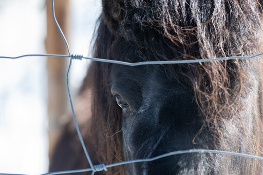 รูปภาพ"Fetlock – เลือกดูภาพถ่ายสต็อก เวกเตอร์ และวิดีโอ1,763 | Adobe Stock
