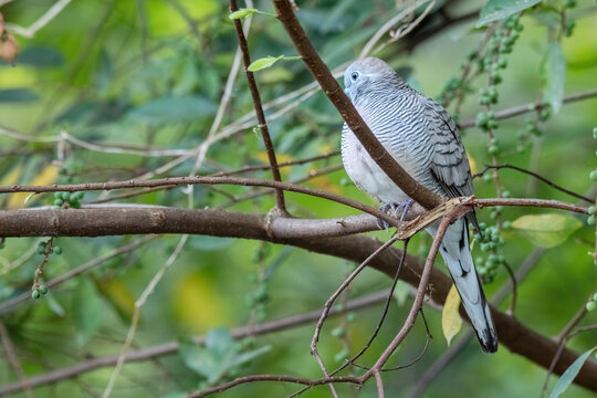 รูปภาพKurokutok – เลือกดูภาพถ่ายสต็อก เวกเตอร์ และวิดีโอ1,546 | Adobe Stock