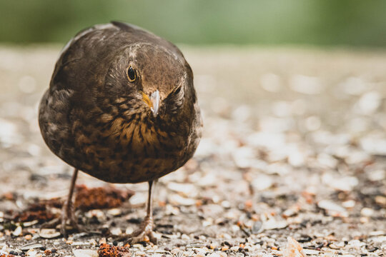รูปภาพDrossel – เลือกดูภาพถ่ายสต็อก เวกเตอร์ และวิดีโอ4,175 | Adobe Stock