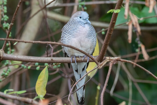 รูปภาพKurokutok – เลือกดูภาพถ่ายสต็อก เวกเตอร์ และวิดีโอ1,546 | Adobe Stock