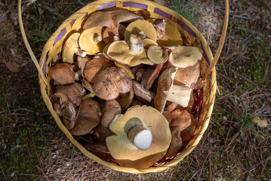 รูปภาพBusket – เลือกดูภาพถ่ายสต็อก เวกเตอร์ และวิดีโอ2,491 | Adobe Stock