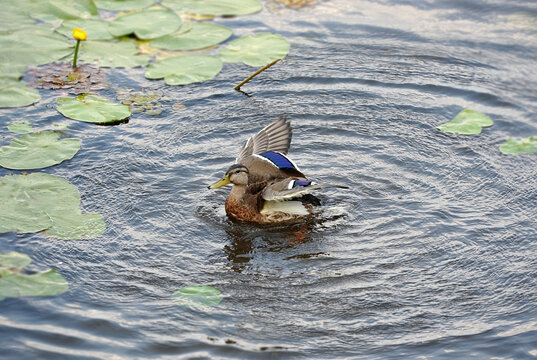 Natatorial Bilder – Durchsuchen 1,682 Archivfotos, Vektorgrafiken und ...
