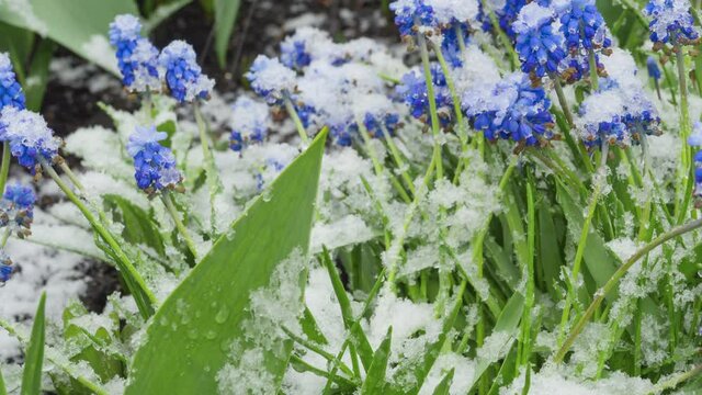 "Snow On Flowers" Images – Browse 107 Stock Photos, Vectors, and Video ...