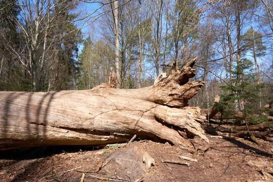 Reingefallen Bilder – Durchsuchen 1,718 Archivfotos, Vektorgrafiken und ...