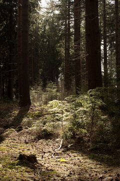 Vern Images – Browse 90 Stock Photos, Vectors, and Video | Adobe Stock