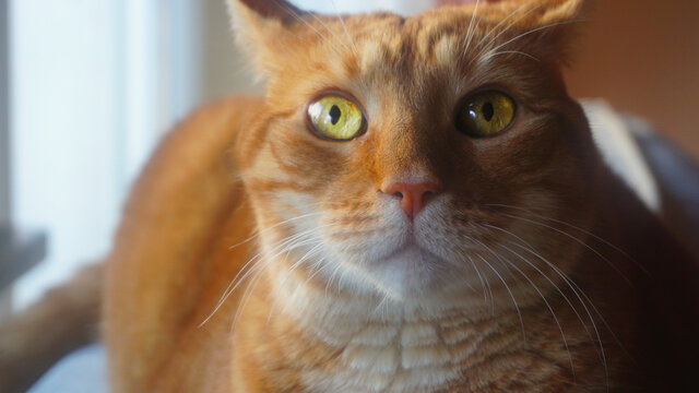 "Gatto Rosso" Images – Browse 92 Stock Photos, Vectors, and Video ...