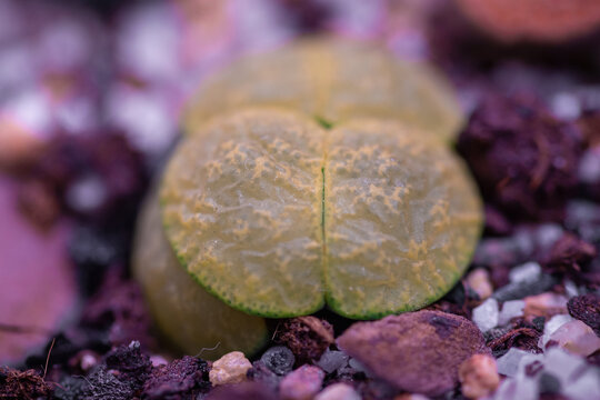 รูปภาพLithops – เลือกดูภาพถ่ายสต็อก เวกเตอร์ และวิดีโอ4,400 | Adobe Stock