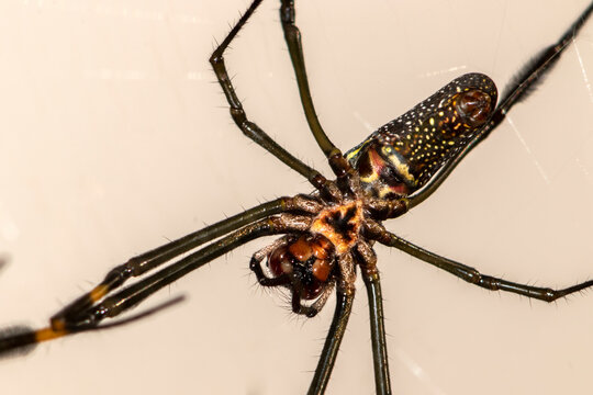 Nephila Clavipes