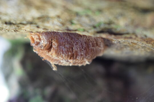 รูปภาพOotheca – เลือกดูภาพถ่ายสต็อก เวกเตอร์ และวิดีโอ588 | Adobe Stock