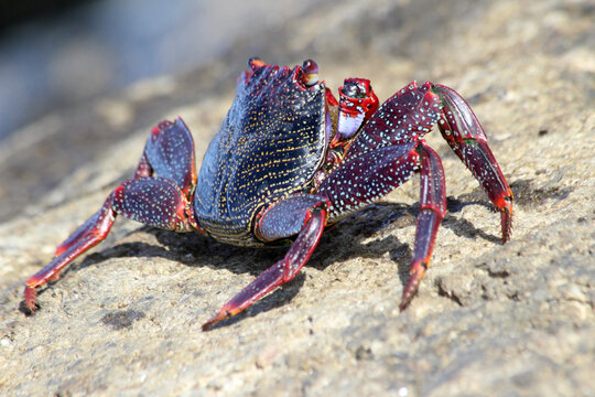 รูปภาพKrebstier – เลือกดูภาพถ่ายสต็อก เวกเตอร์ และวิดีโอ2,869 | Adobe Stock