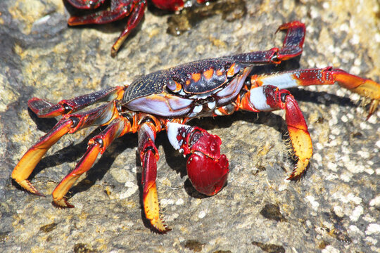 Krebstier bilder – Bläddra bland 2,879 stockfoton, vektorer och videor ...