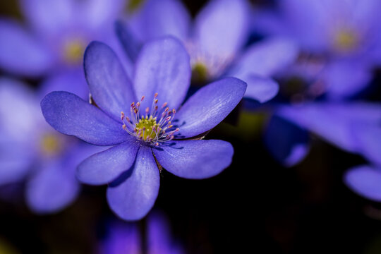 รูปภาพLeberblume – เลือกดูภาพถ่ายสต็อก เวกเตอร์ และวิดีโอ89 | Adobe Stock