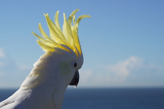 "Sulphur-Crested Cockatoo" Images – Browse 3,950 Stock Photos, Vectors ...