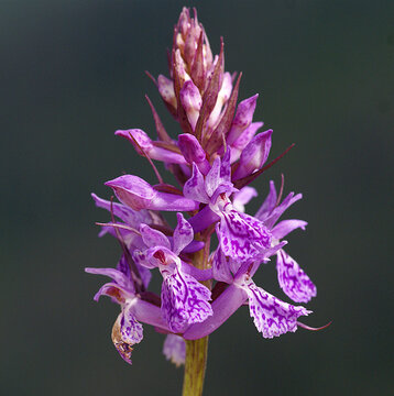Maculata Bilder – Durchsuchen 3,548 Archivfotos, Vektorgrafiken und ...