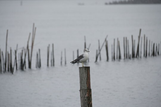 Pflock Bilder – Durchsuchen 5,049 Archivfotos, Vektorgrafiken und ...