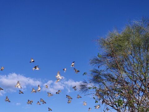 Pajaros Volando