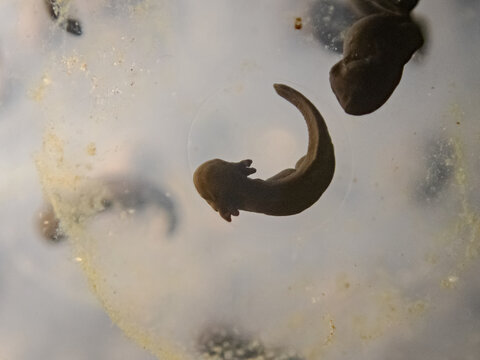 Froscheier Bilder – Durchsuchen 573 Archivfotos, Vektorgrafiken und ...