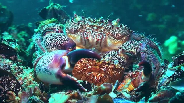 "Yellow Crab" Bilder – Durchsuchen 173 Archivfotos, Vektorgrafiken und ...