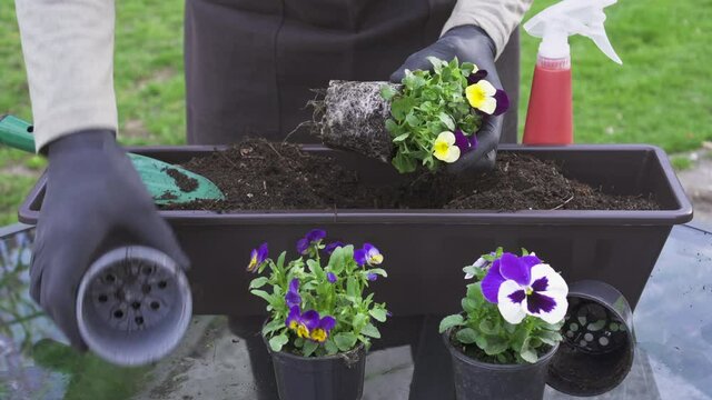 "Long Pot" Images – Browse 524 Stock Photos, Vectors, and Video | Adobe ...