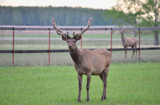 รูปภาพMaral – เลือกดูภาพถ่ายสต็อก เวกเตอร์ และวิดีโอ4,291 | Adobe Stock